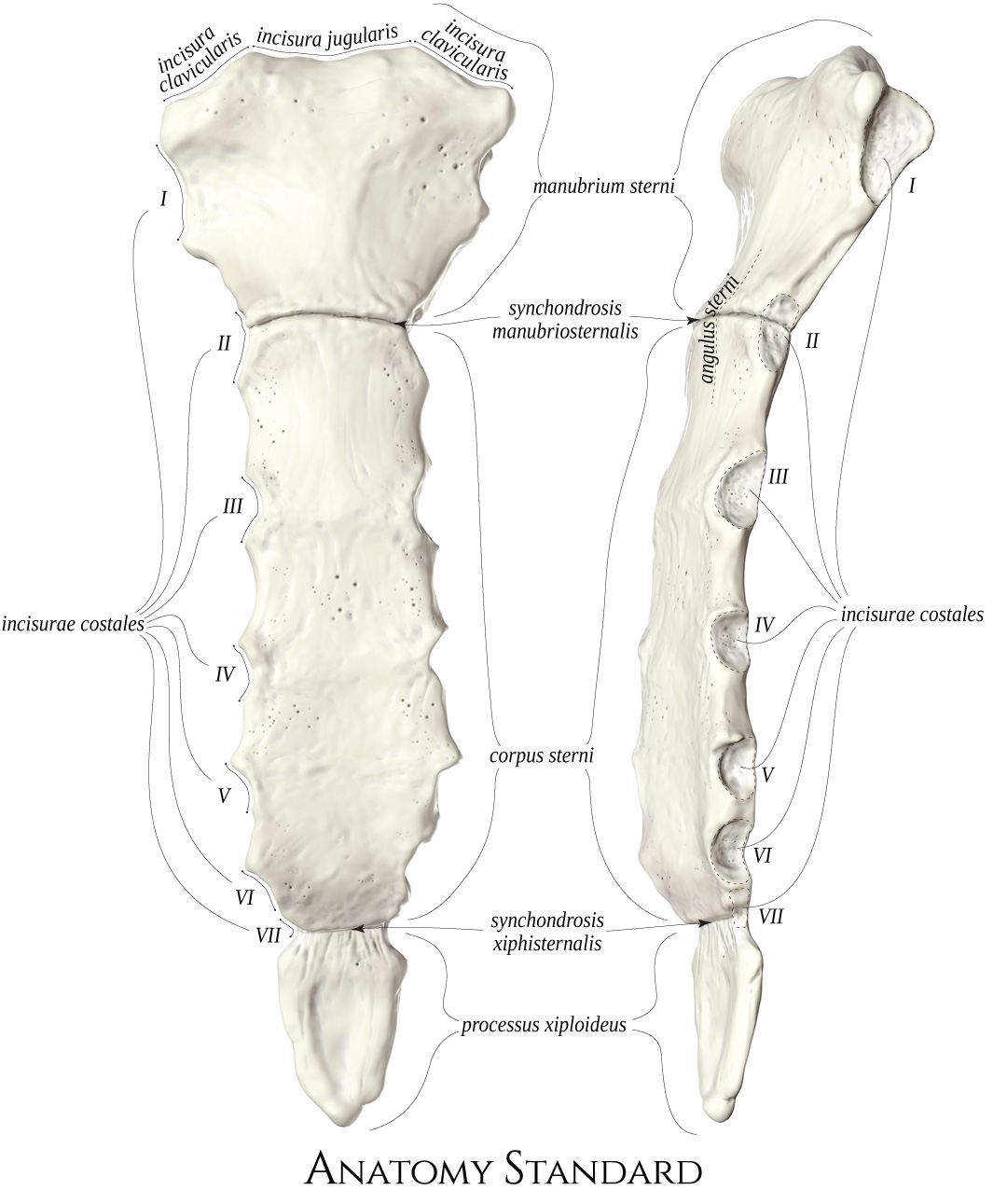 Anatomy Standard - Drawing Sternum: frontal and anterolateral view - Latin labels | AnatomyTOOL